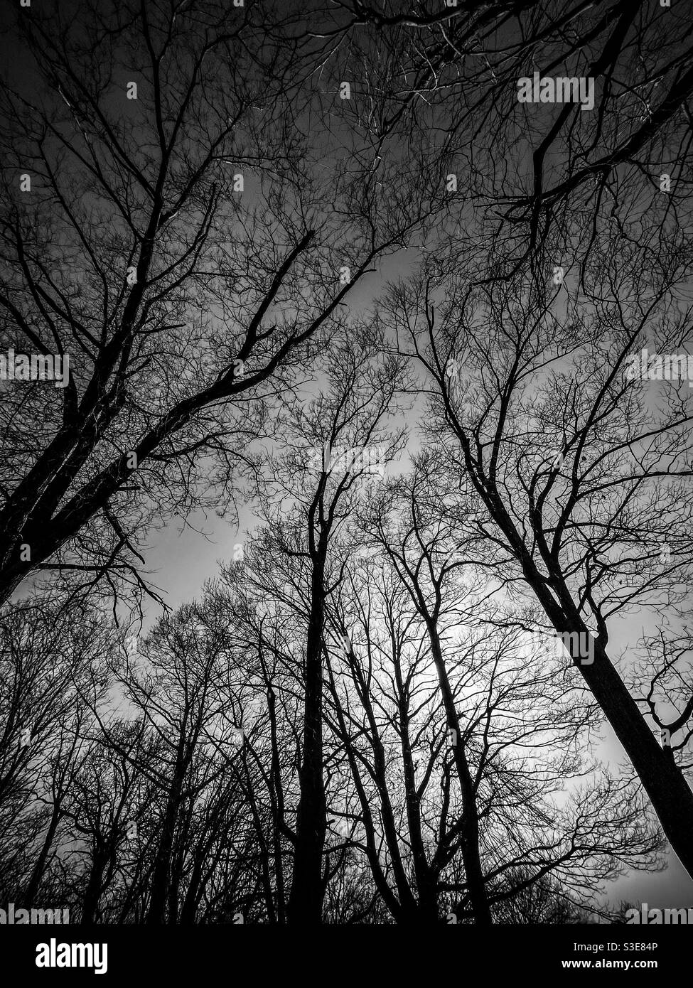 Tree web hi-res stock photography and images - Alamy