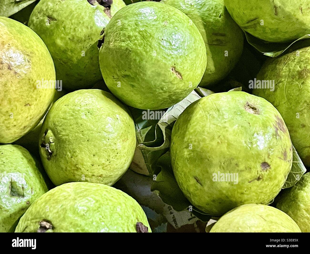 India Guava Fruits High Resolution Stock Photography and Images - Alamy