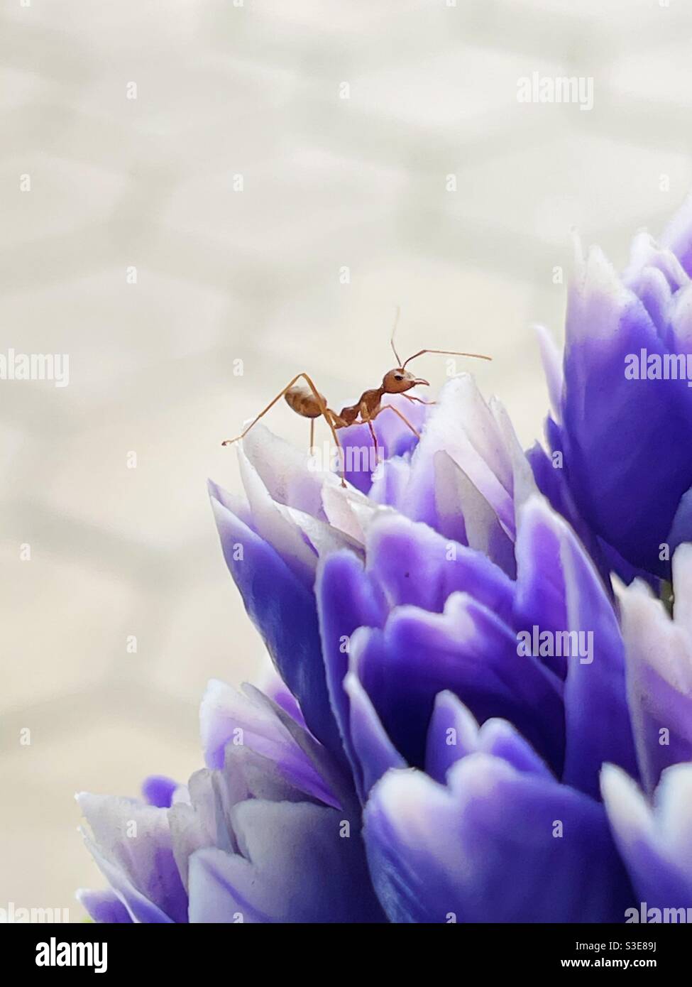 Very small ant hi-res stock photography and images - Alamy