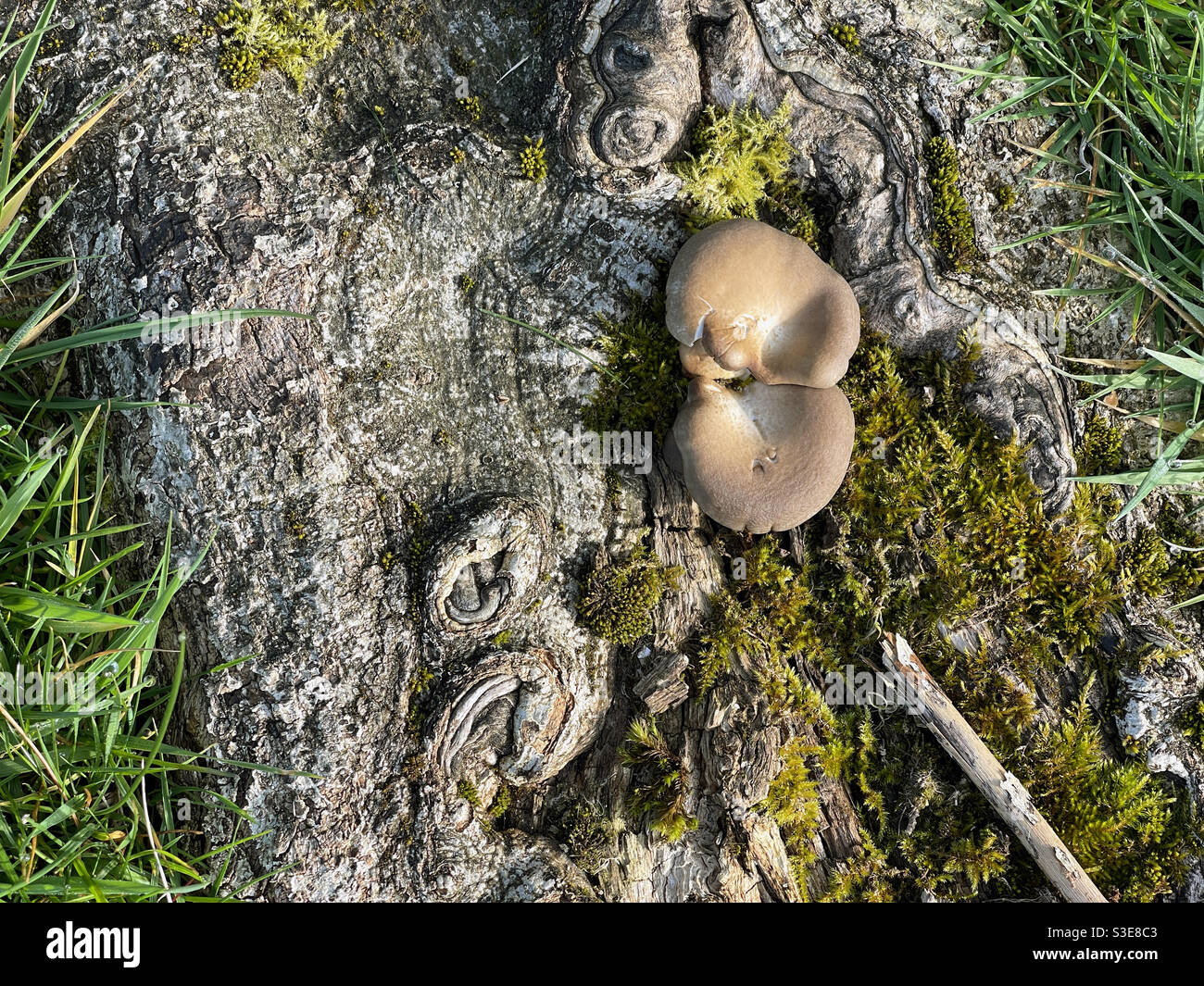 Mushroom growing on the exposed root of a tree in woodland Stock Photo ...