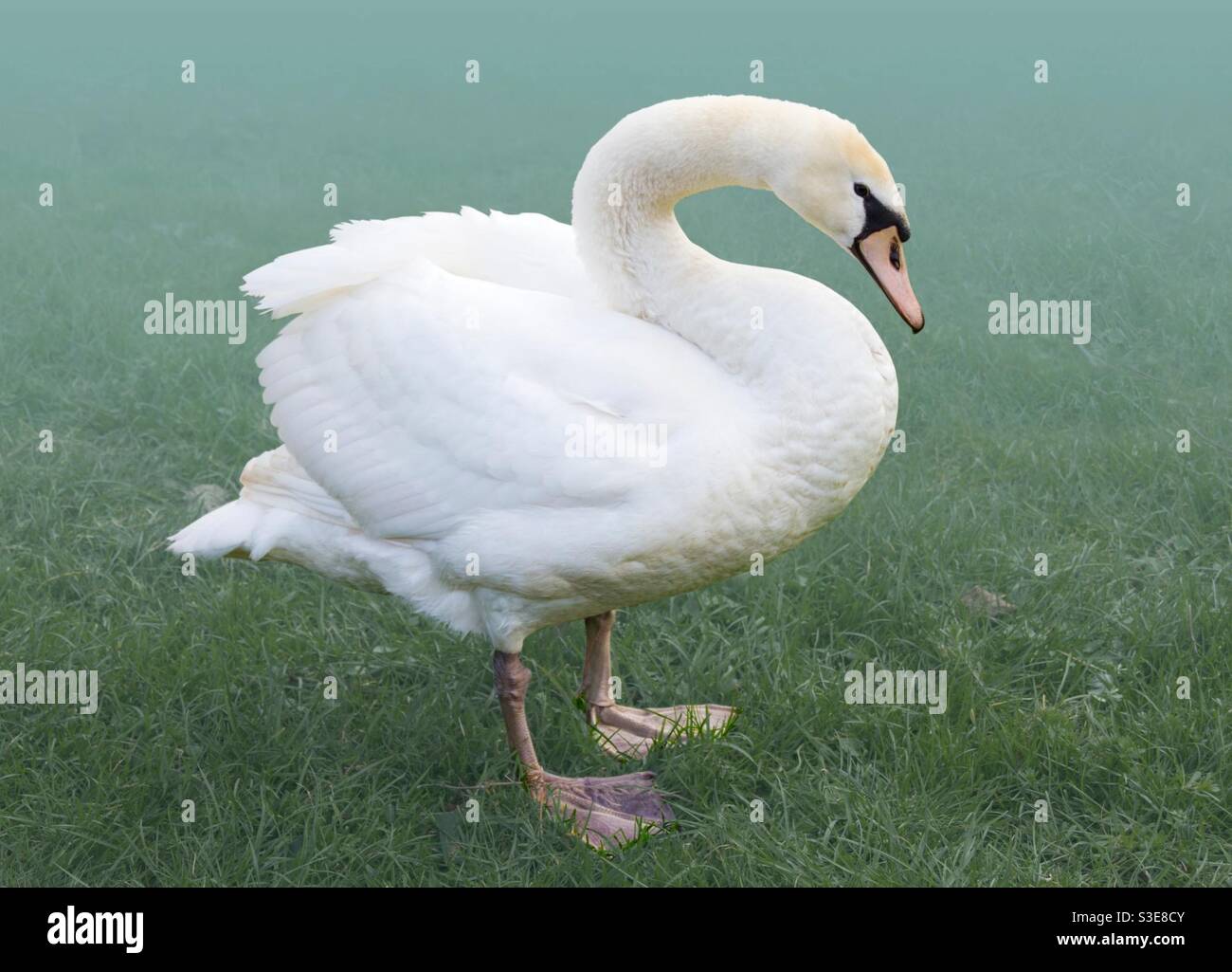 Bird swa hi-res stock photography and images - Alamy