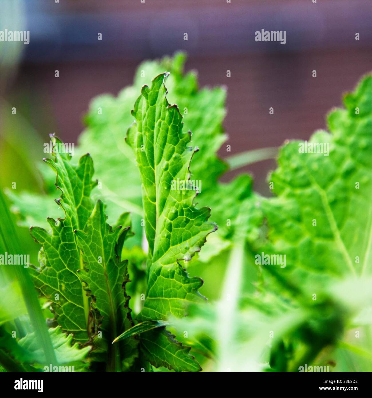 Green weeds hi-res stock photography and images - Alamy