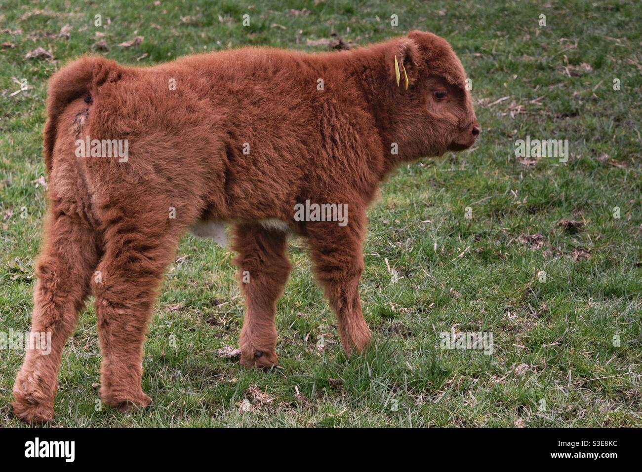 Calf photo hi-res stock photography and images - Alamy