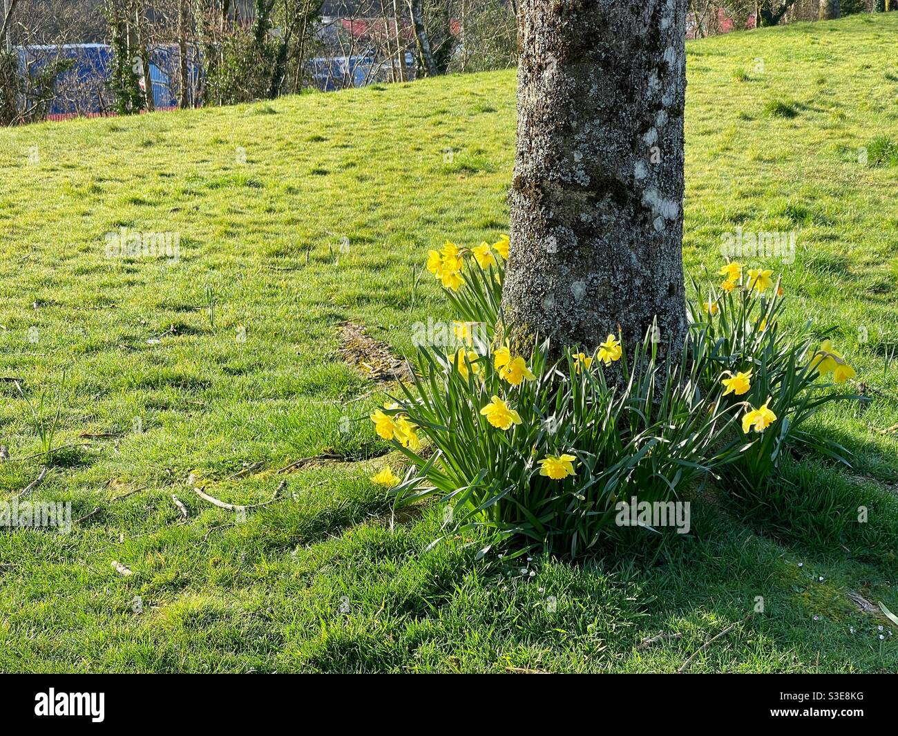 Daffodils growing around the base of a tree in a public park Stock ...
