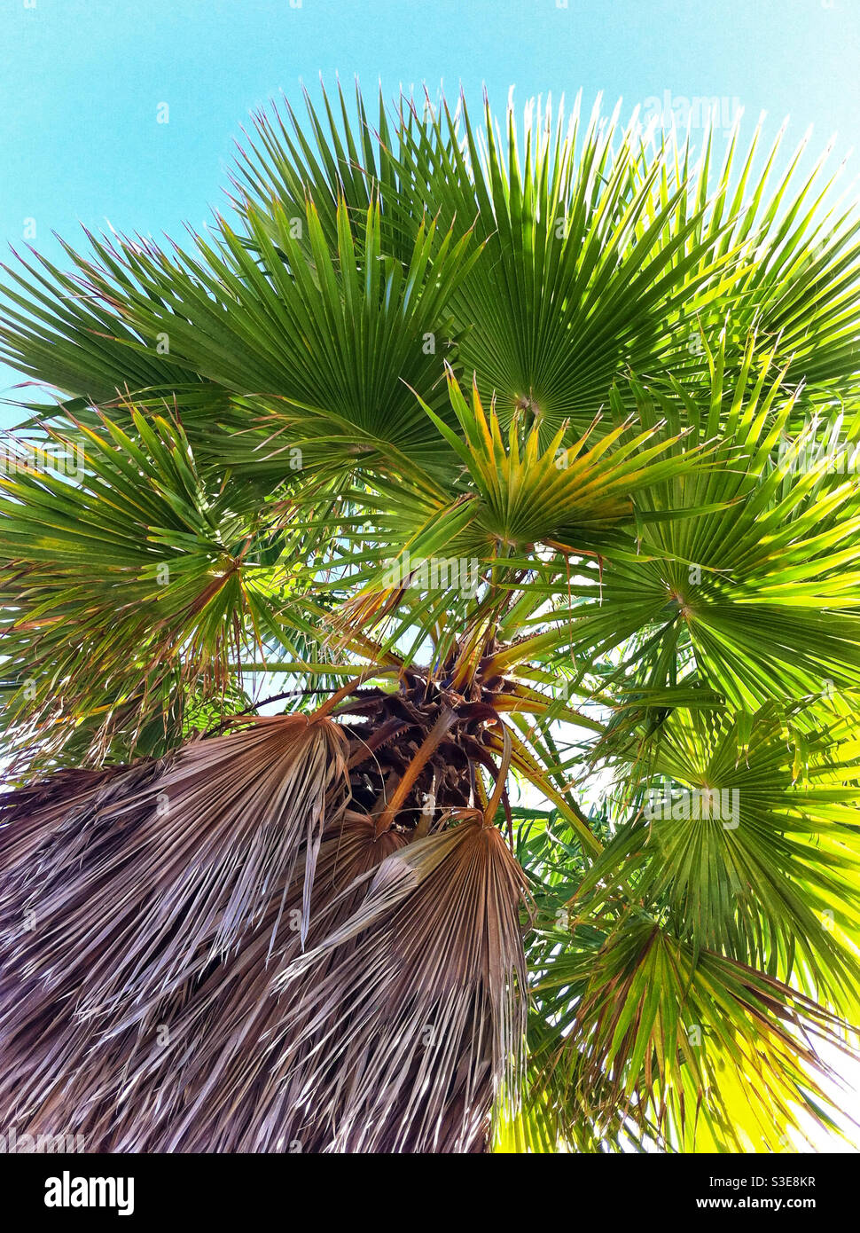 Looking up through the lush, green branches of a palm tree, to the ...