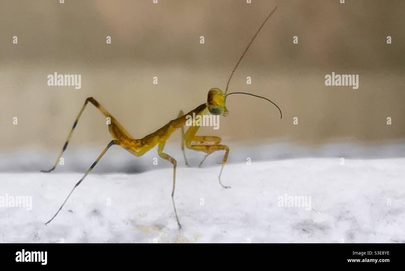 A baby Praying Mantis Stock Photo - Alamy