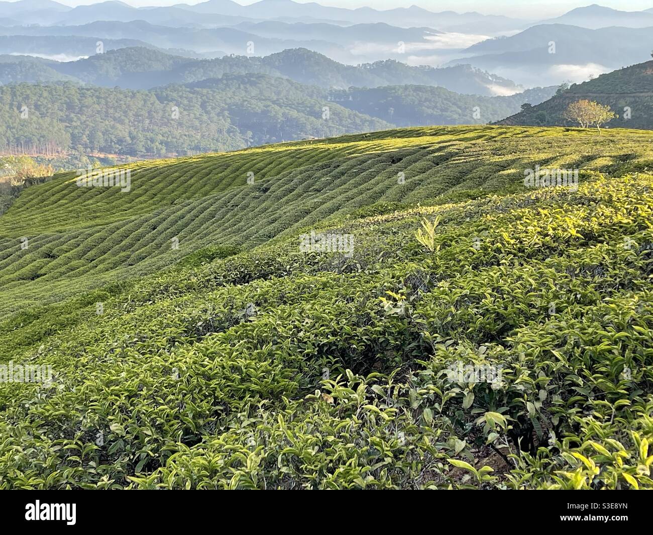 Tea hill in the early sun Stock Photo - Alamy