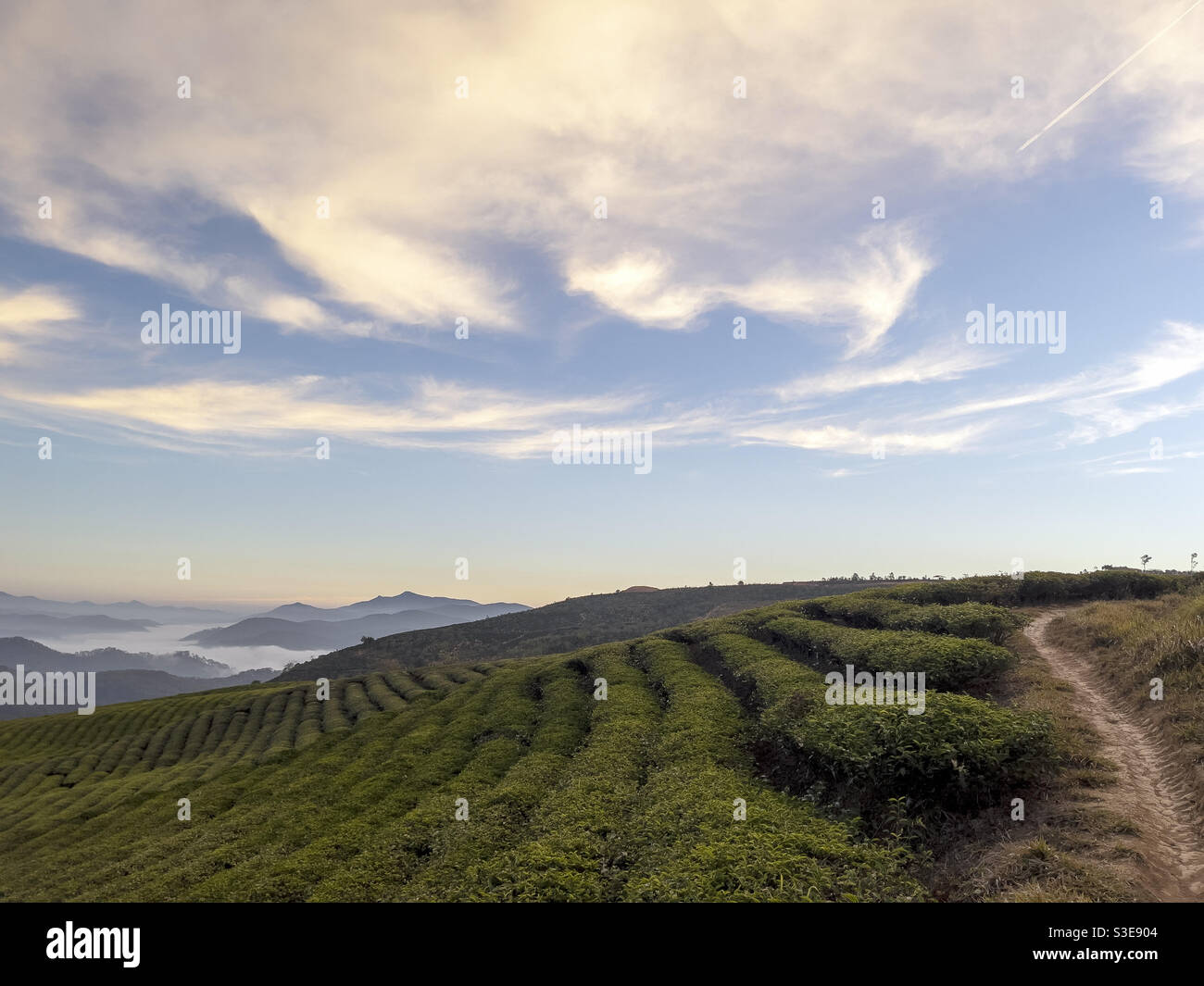 Tea hill in the early sun Stock Photo - Alamy