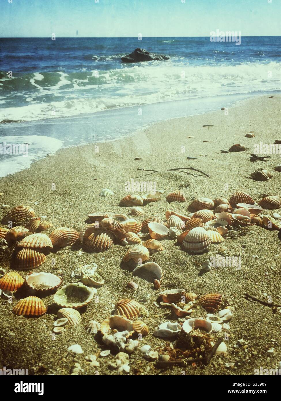 Seashells washed up on the shore Stock Photo - Alamy