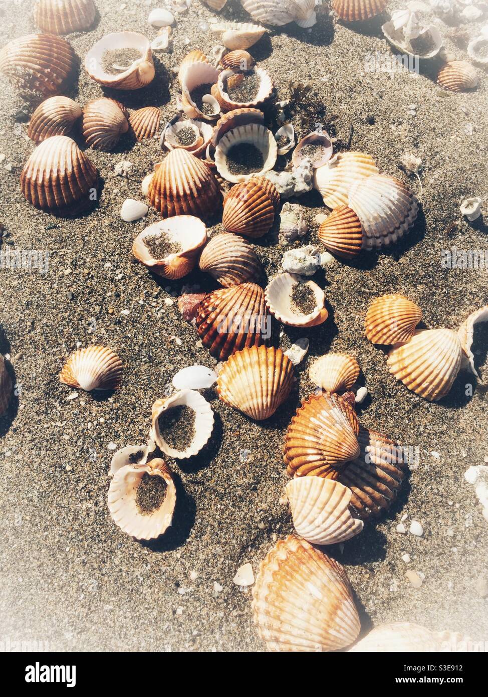 Shell beach seashells hi-res stock photography and images - Alamy