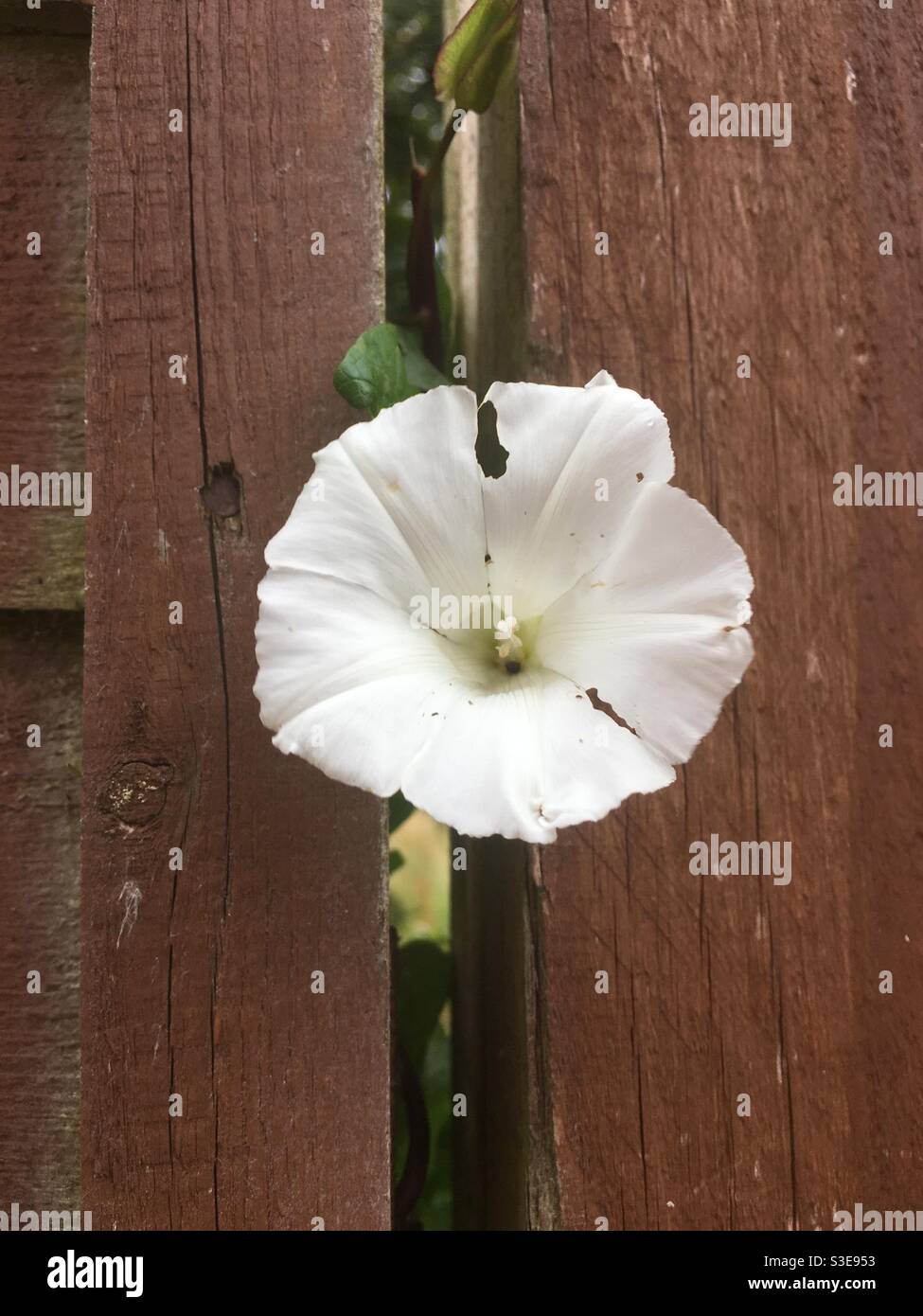 White flower popping through a wooden fence Stock Photo - Alamy