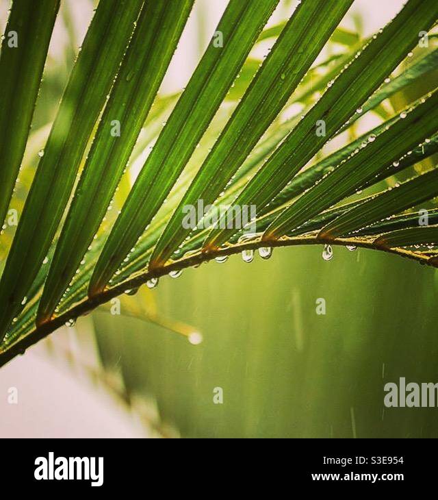 Rainy day in hawaii hi-res stock photography and images - Alamy