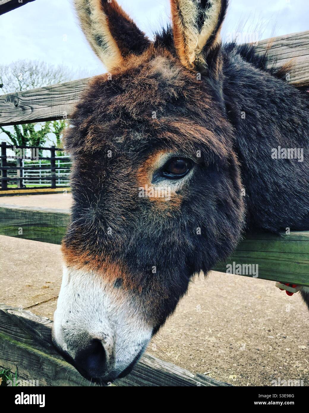 Donkey ears hi-res stock photography and images - Alamy