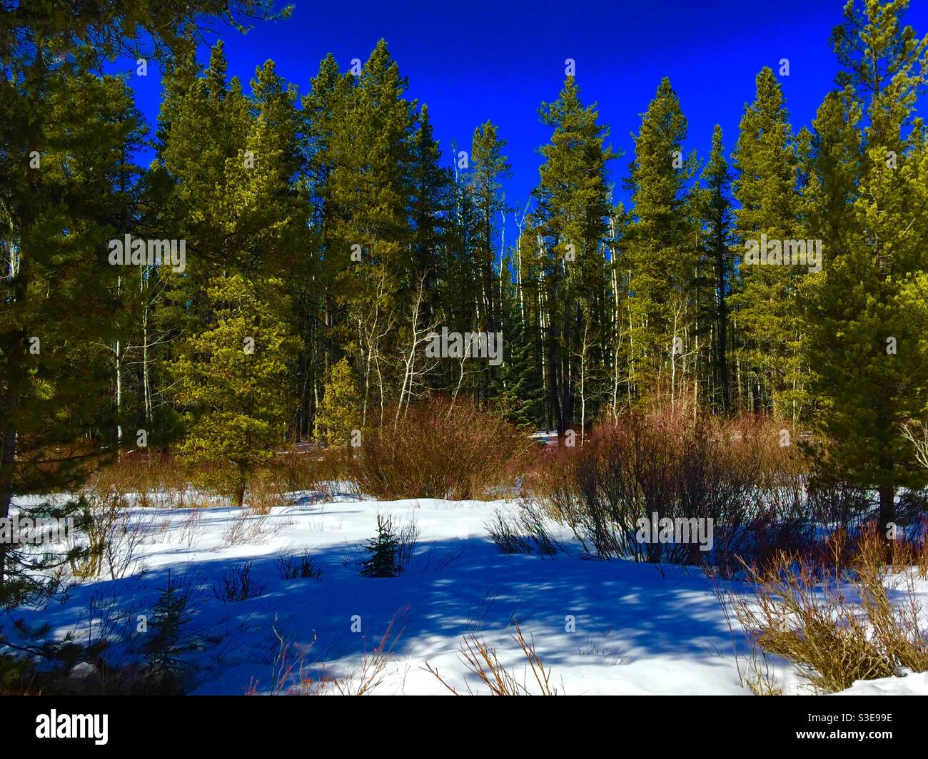 Kananaskis Country, McLean Creek, Aspen tree, evergreens, willows ...