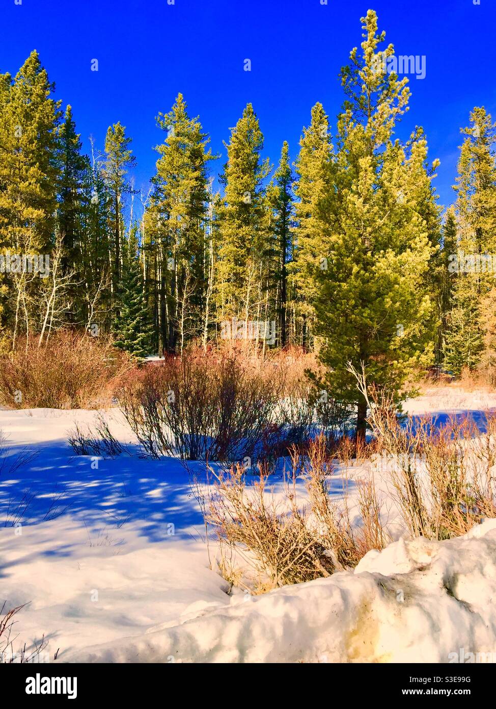 Kananaskis Country, McLean Creek, Aspen tree, evergreens, willows ...