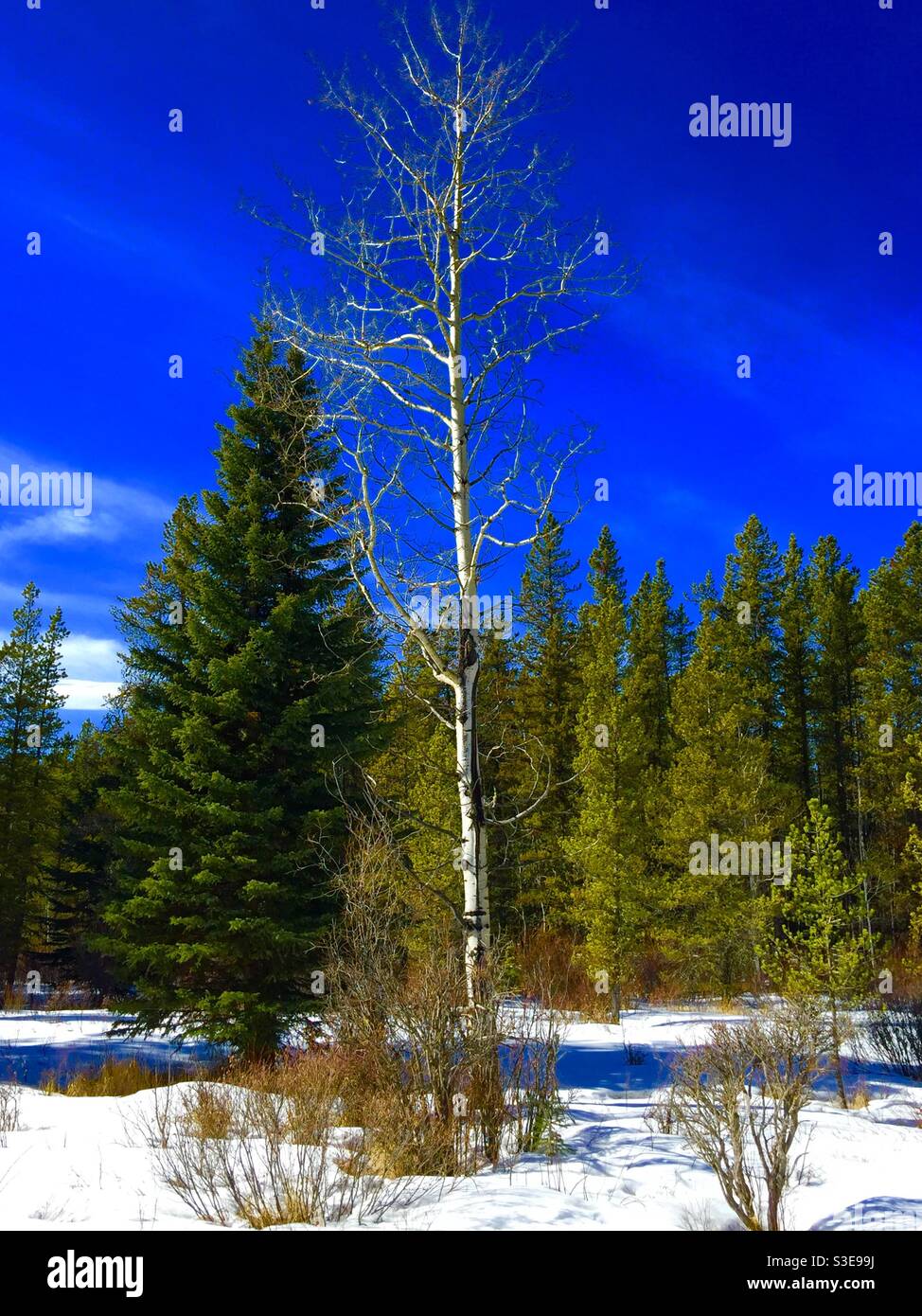 Kananaskis Country, McLean Creek, Aspen tree, evergreens, willows ...