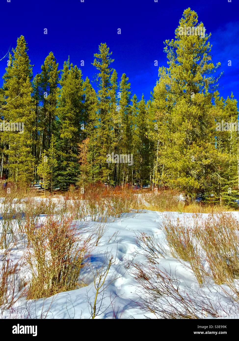 Kananaskis Country, McLean Creek, Aspen tree, evergreens, willows ...