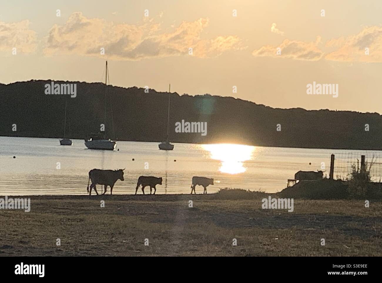 Cows walking on beach hi-res stock photography and images - Alamy