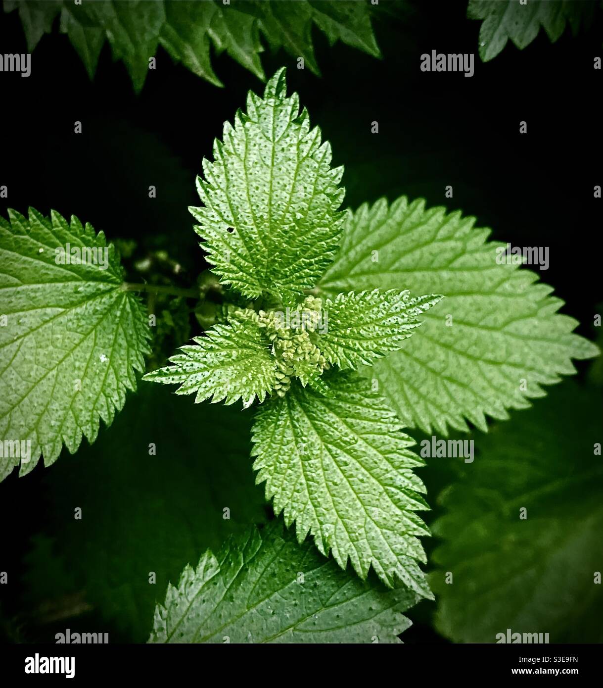 Nettle Leaves High Resolution Stock Photography and Images - Alamy