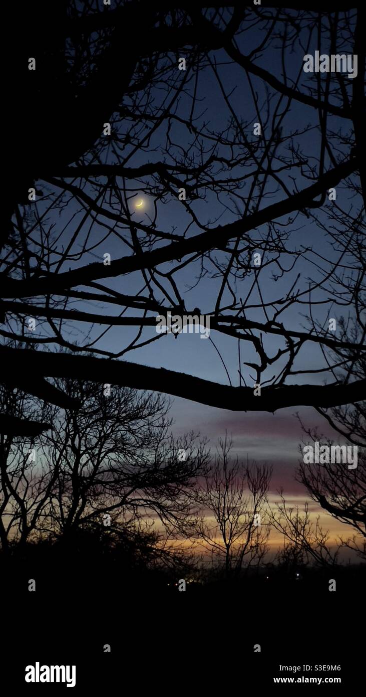 Crescent moon tree silhouette hi-res stock photography and images - Alamy