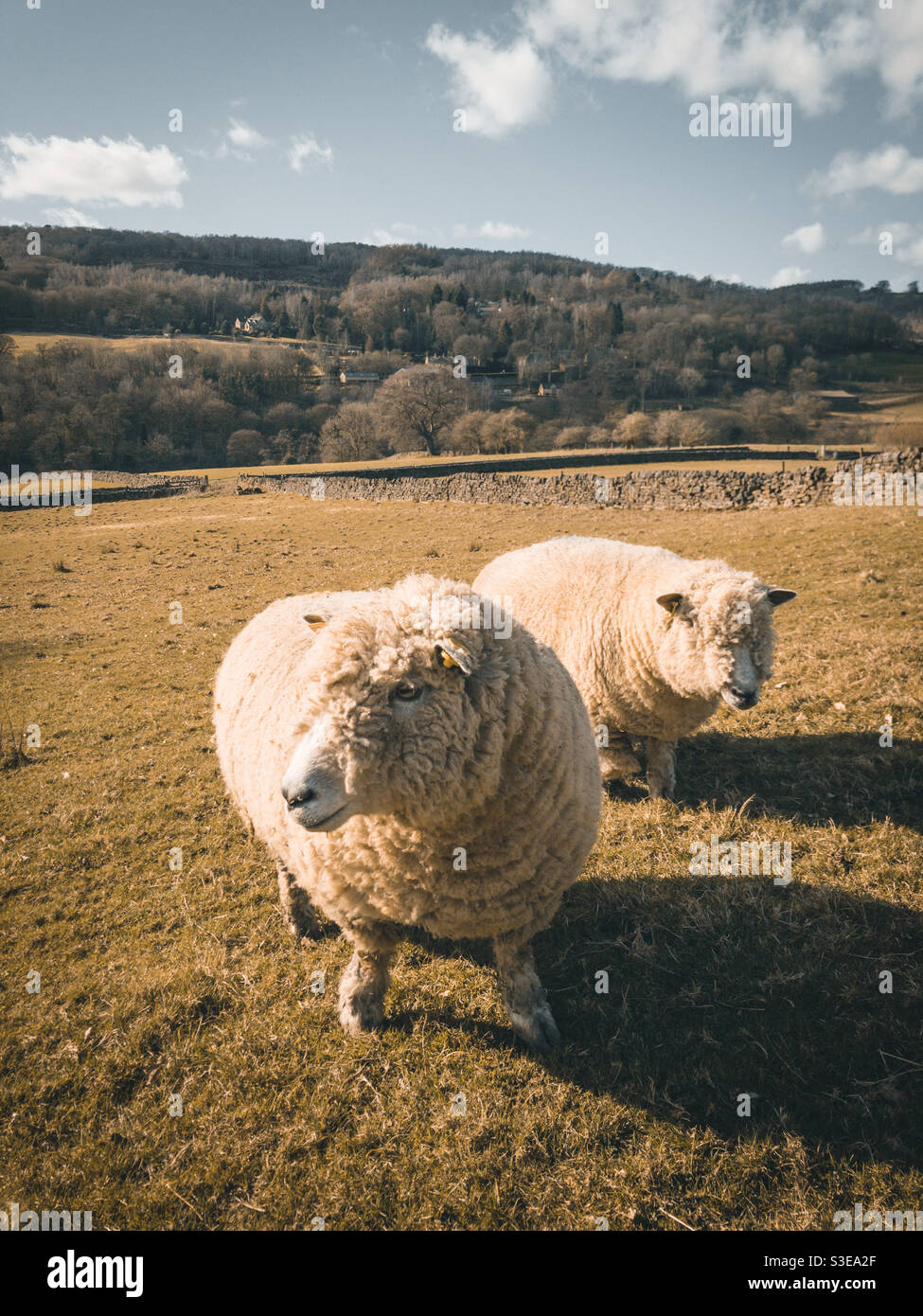 Ryeland sheep in a field, Derwent Valley, Peak District, UK Stock Photo ...