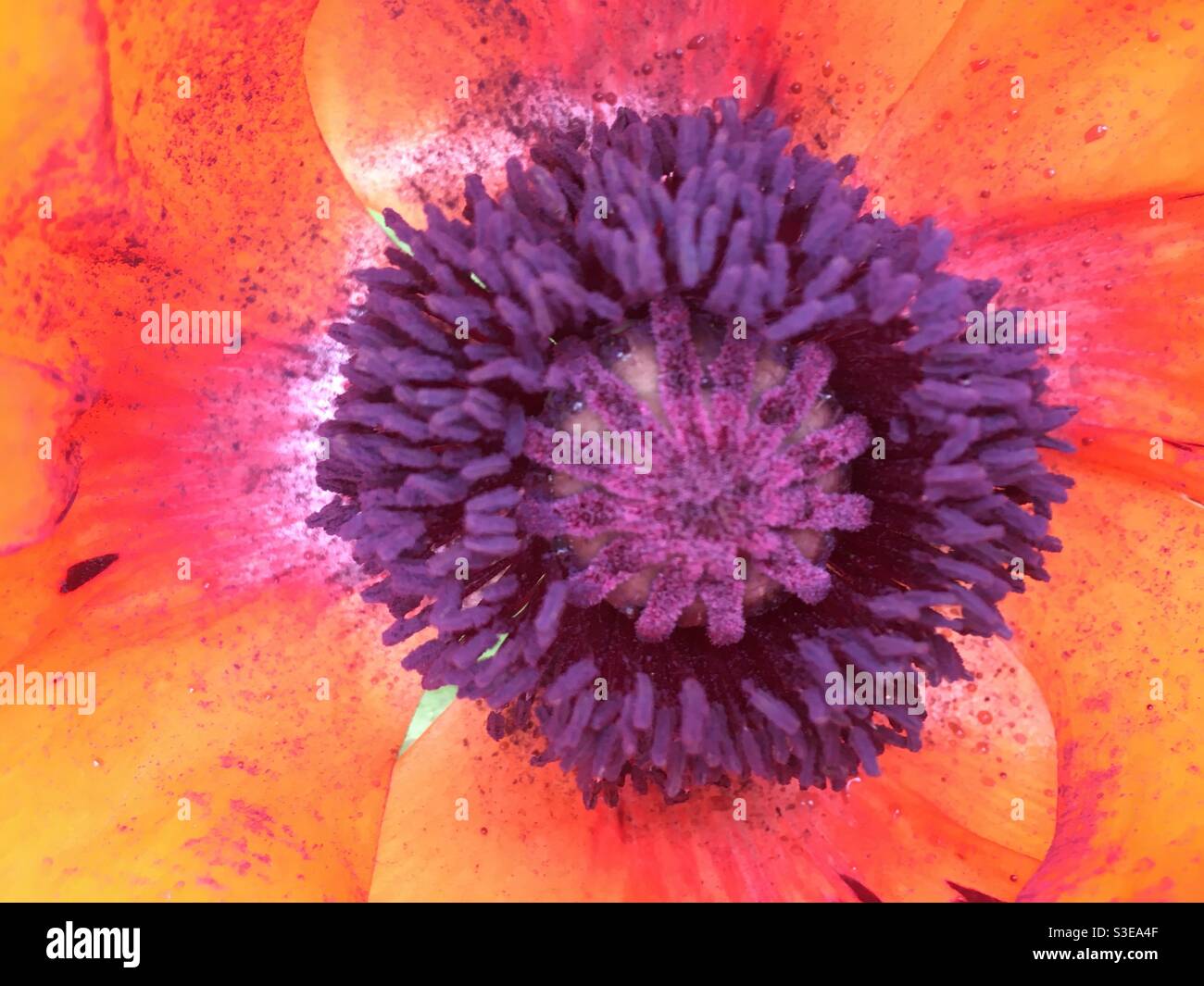 Inside a poppy flower hi-res stock photography and images - Alamy