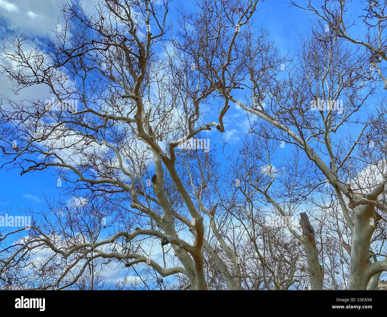 Sycamore tree arizona hi-res stock photography and images - Alamy