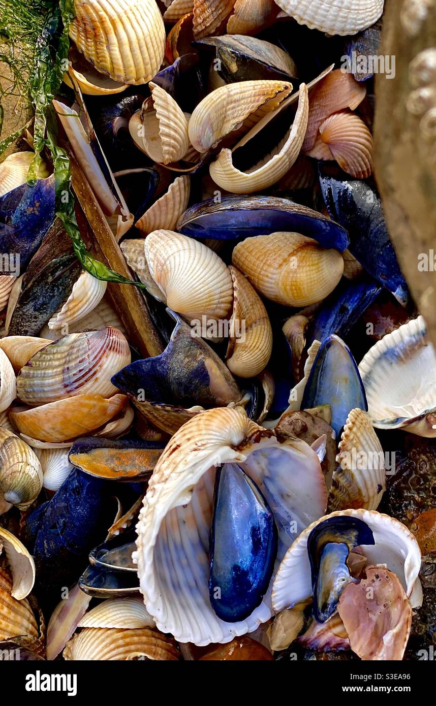 Sea shells beach colours hi-res stock photography and images - Alamy