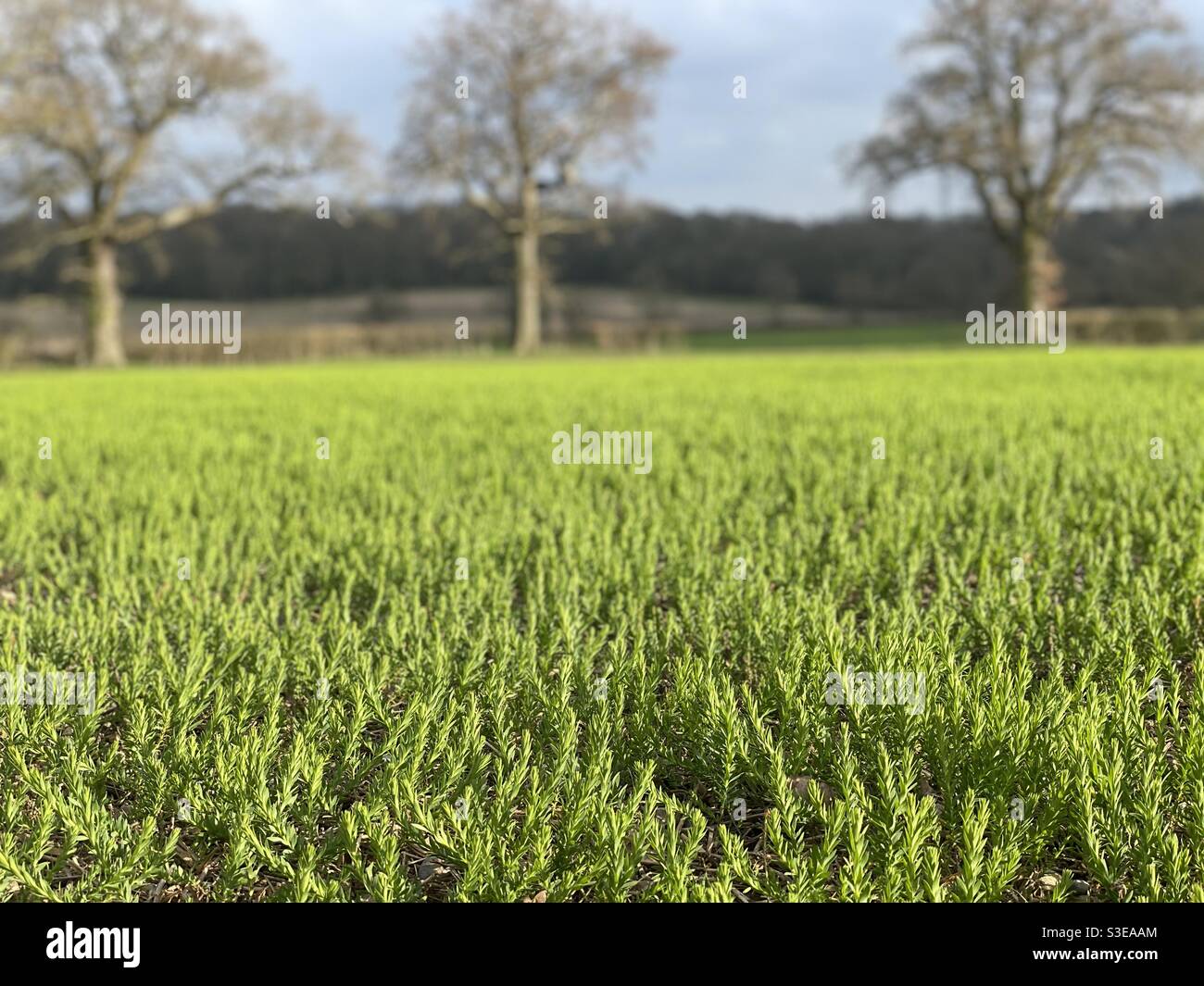 Linseed Farm Crop High Resolution Stock Photography and Images - Alamy