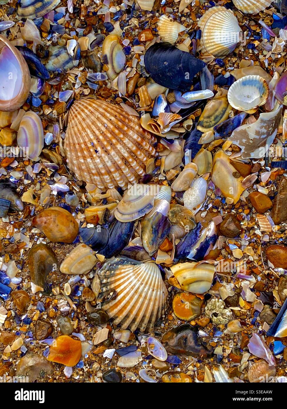 Sea shells colourful hi-res stock photography and images - Alamy