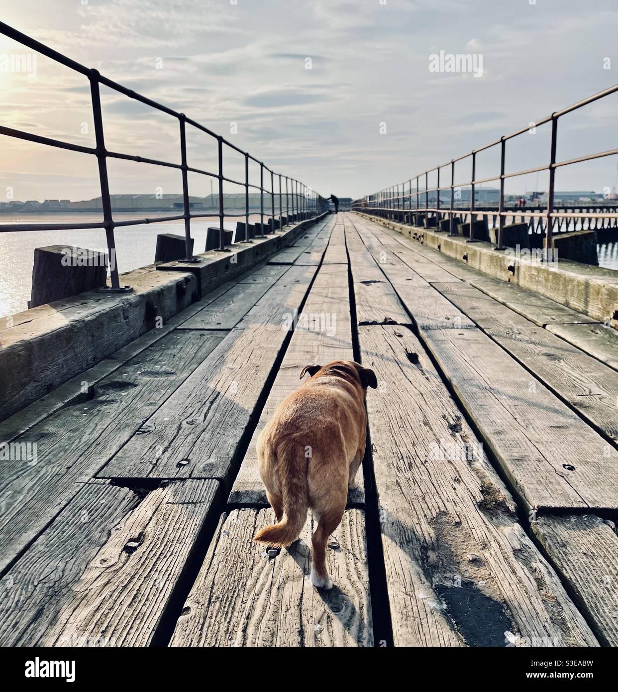 Dog on pier Stock Photo - Alamy