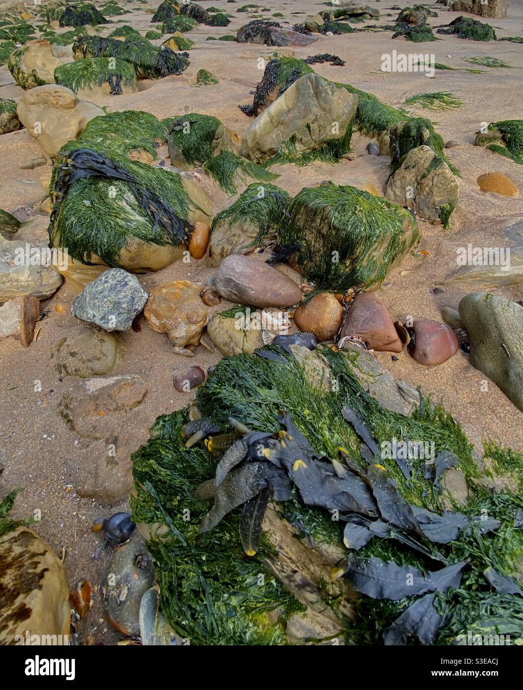 Seaweed on pebbles hi-res stock photography and images - Alamy