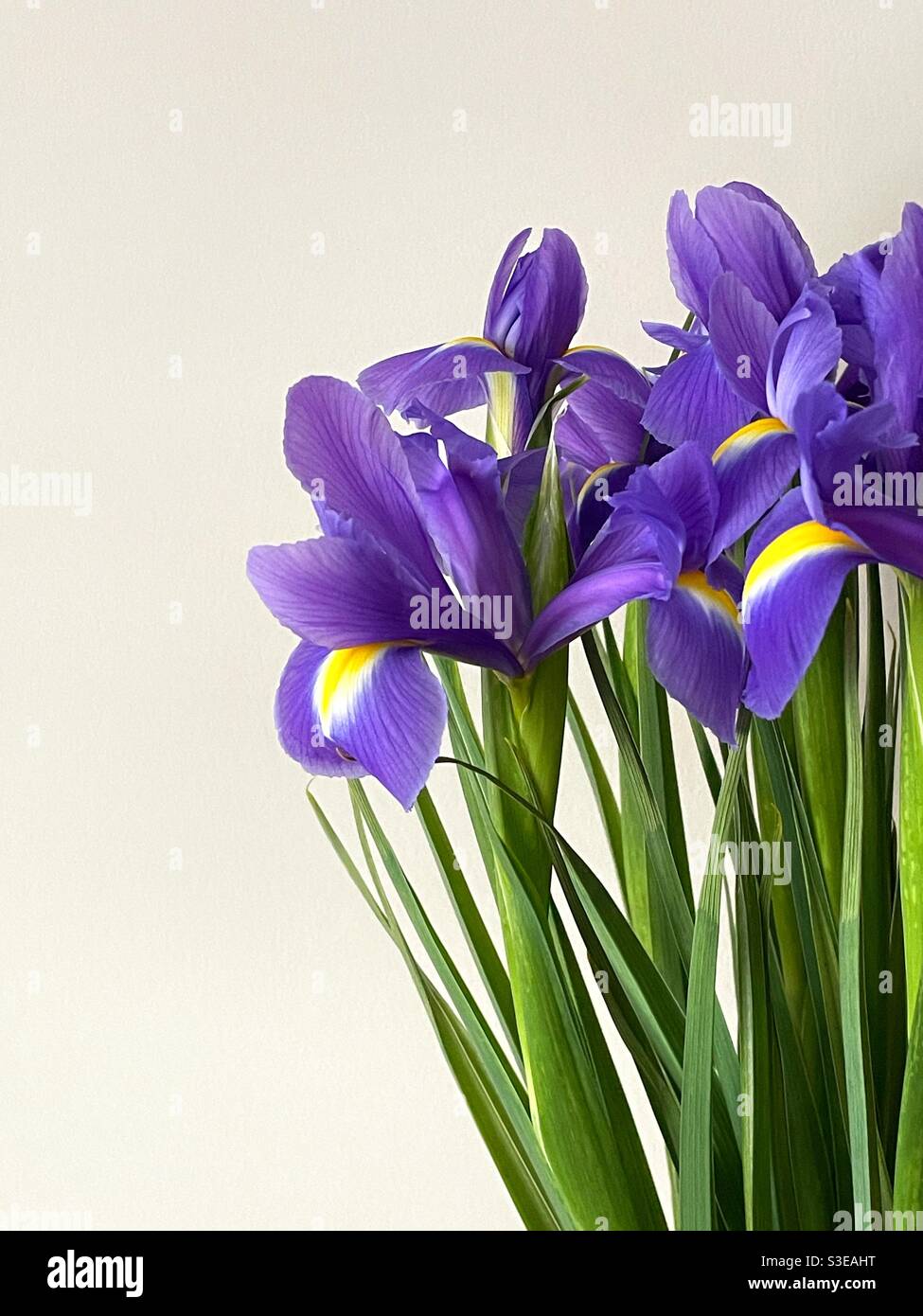 Purple irises hi-res stock photography and images - Alamy