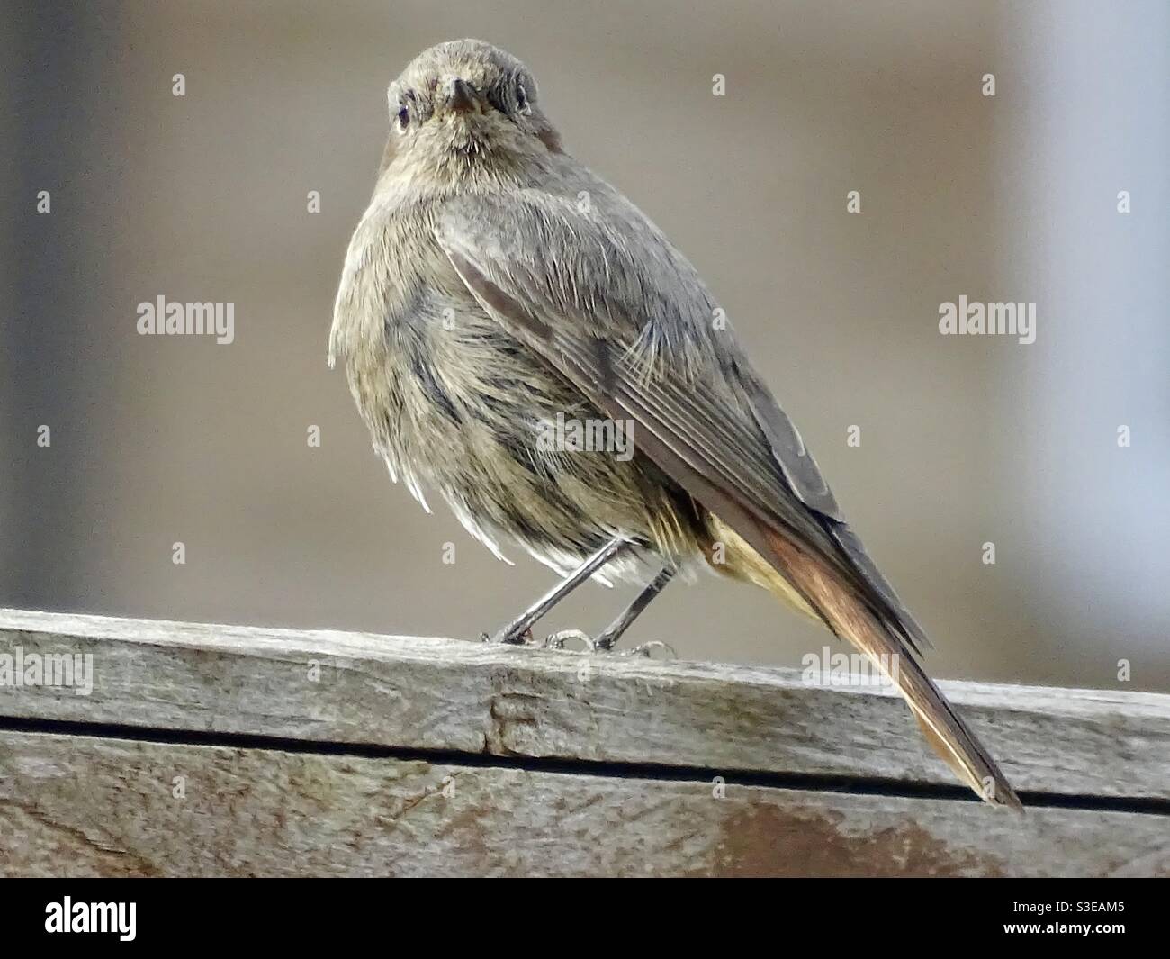 Feathers not on bird hi-res stock photography and images - Alamy