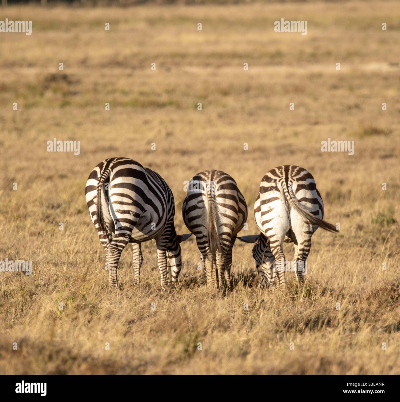 Three zebras grazing Stock Photo - Alamy
