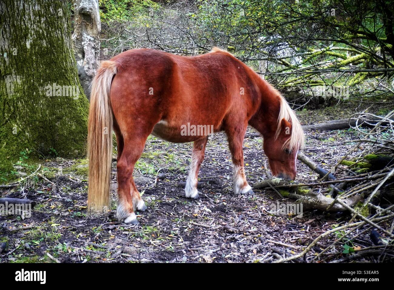 Coloured pony hi-res stock photography and images - Alamy