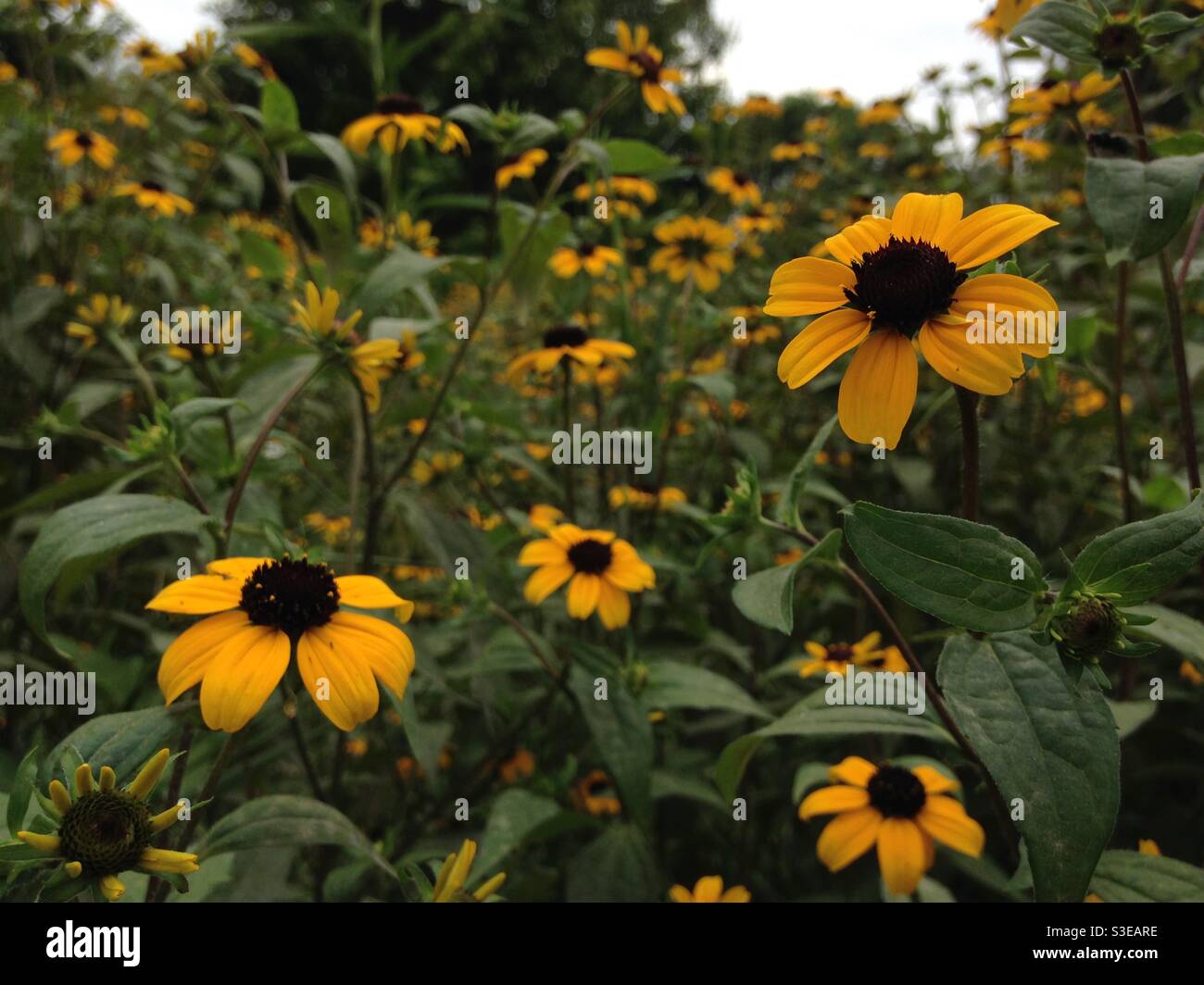 Lush patch hi-res stock photography and images - Alamy