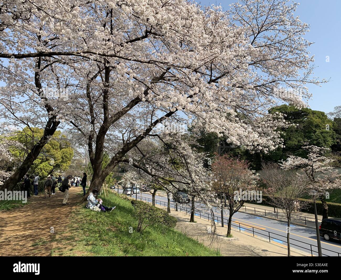 Tokyo spring hi-res stock photography and images - Alamy