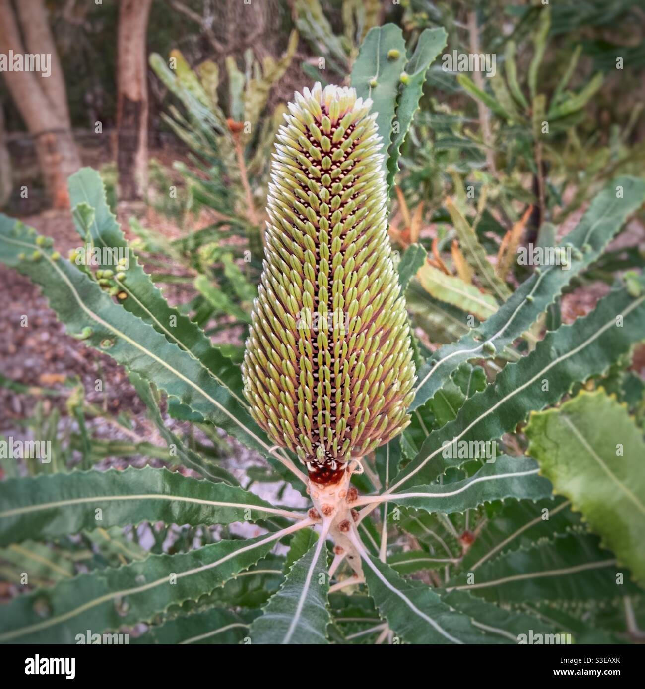 Native flora banksia hi-res stock photography and images - Alamy