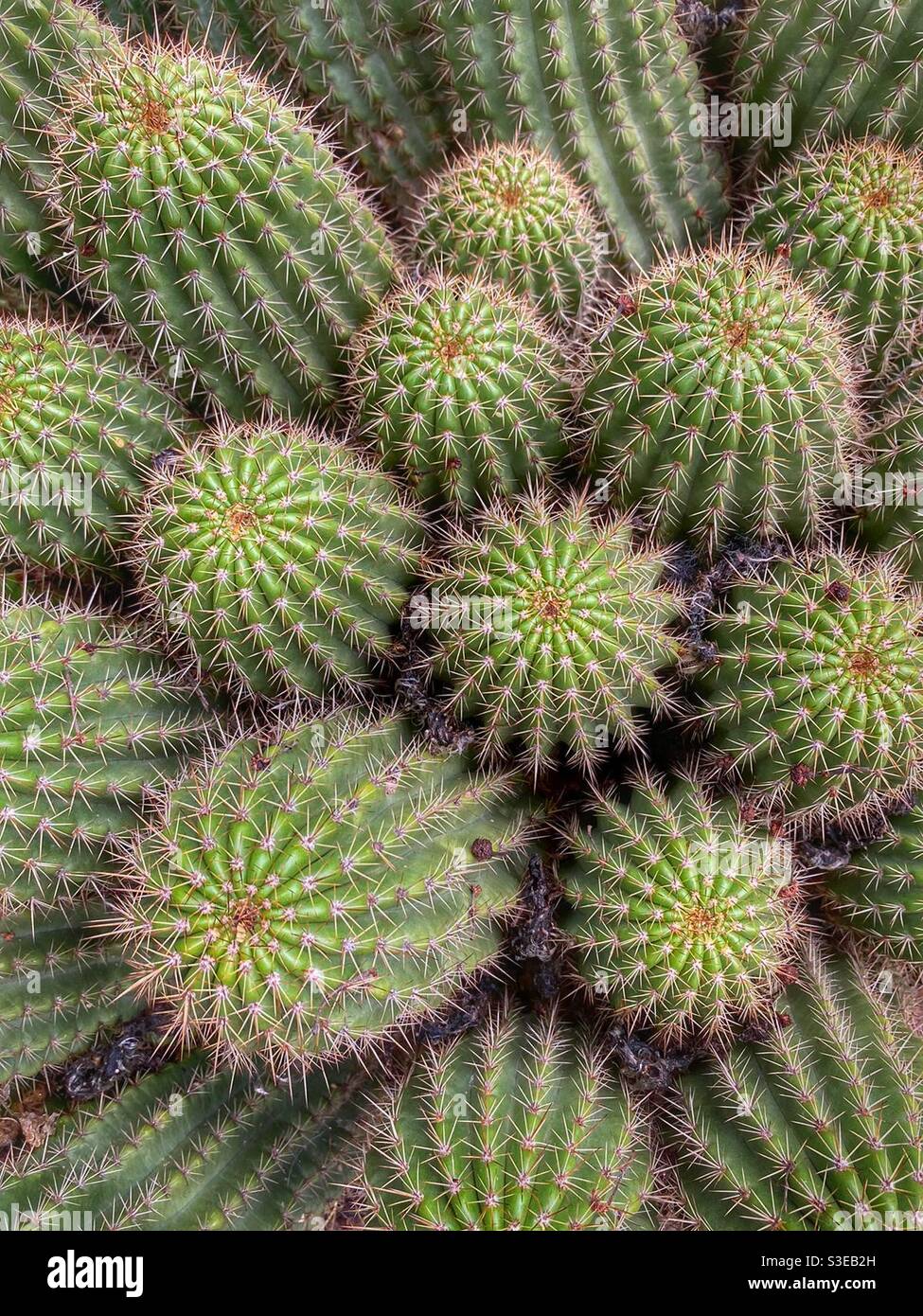 Top view of Green spikey cacti Stock Photo - Alamy