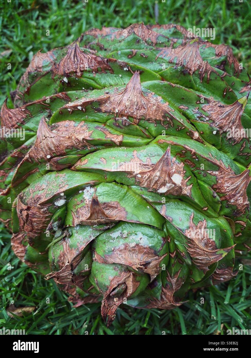 Monkey Puzzle Seed High Resolution Stock Photography and Images - Alamy