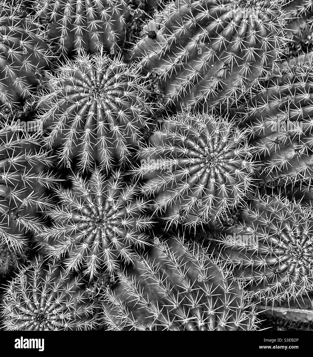 Spiky cacti as viewed from above and with a black and white effect ...