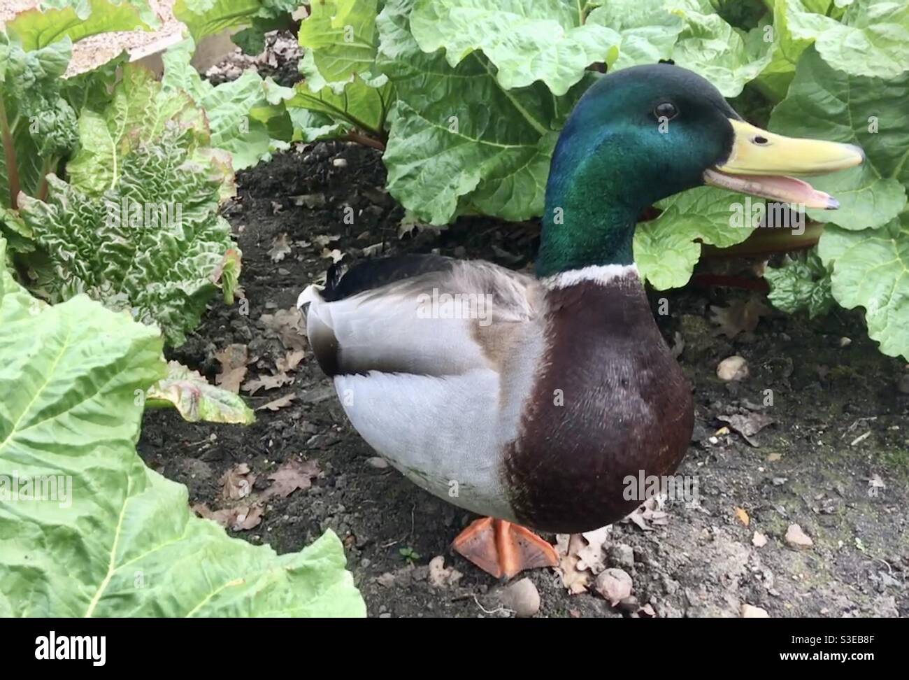 Happy duck hi-res stock photography and images - Alamy