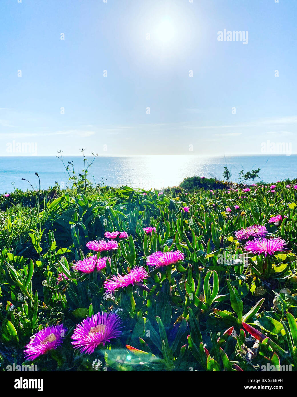 Pink flowers by the sea Stock Photo - Alamy
