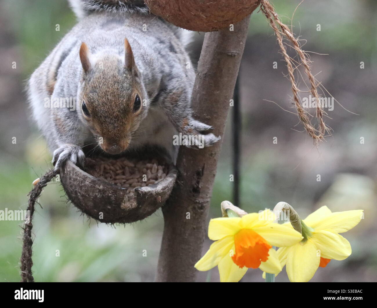 Squirrel and Sunflower Seeds Stock Photo - Alamy