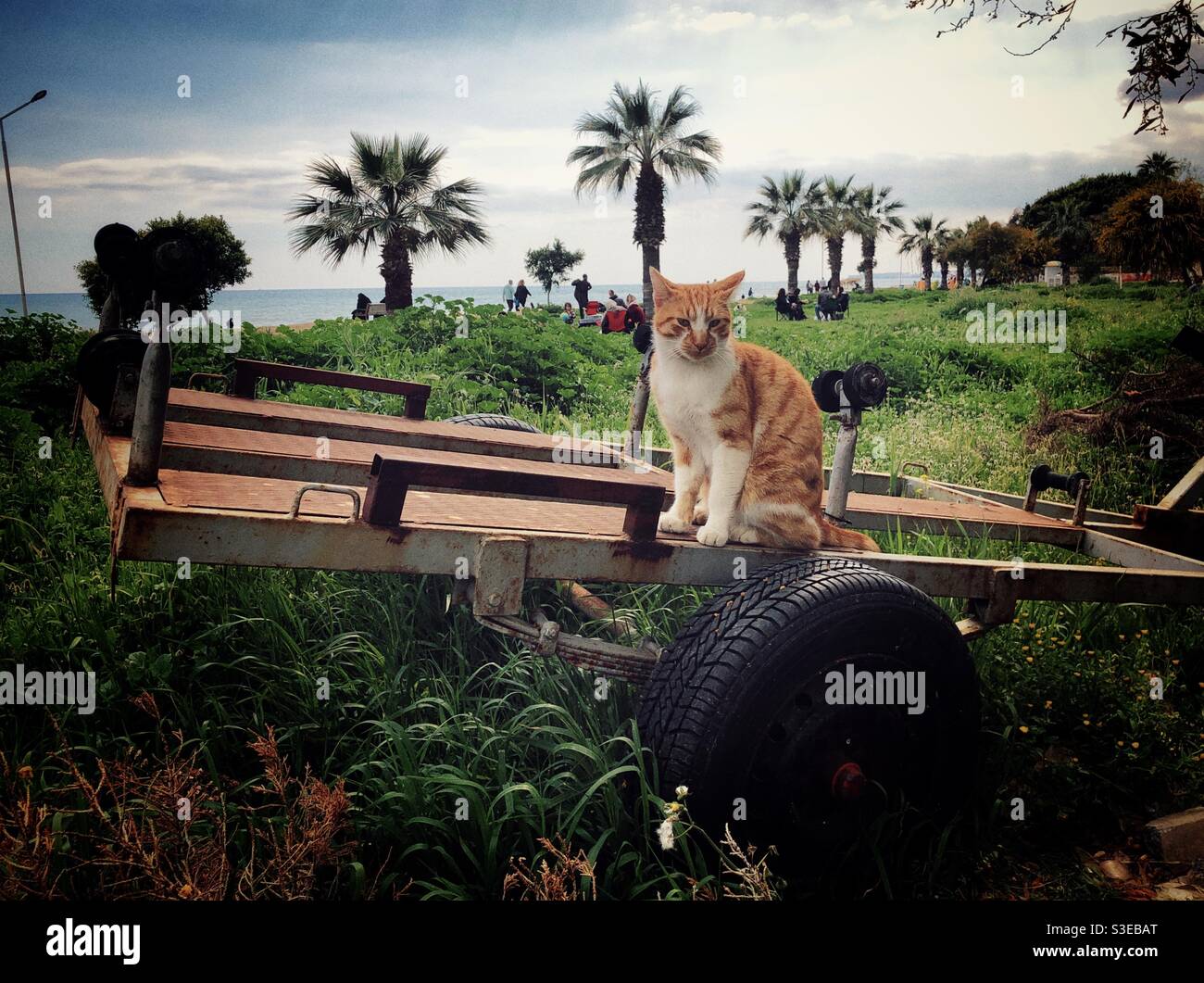 Stray ginger cat hi-res stock photography and images - Alamy