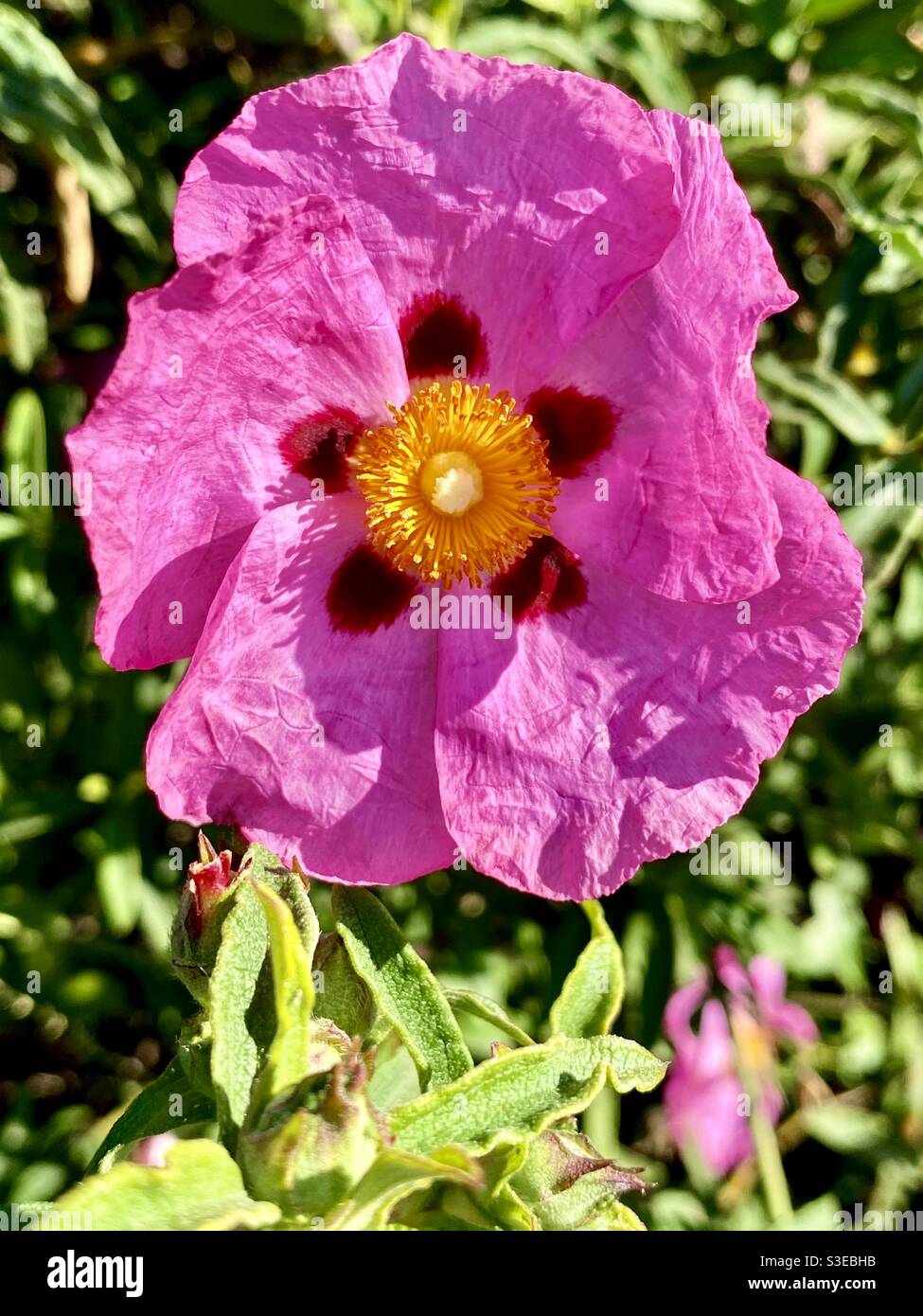 Pink california wildflower hi-res stock photography and images - Alamy