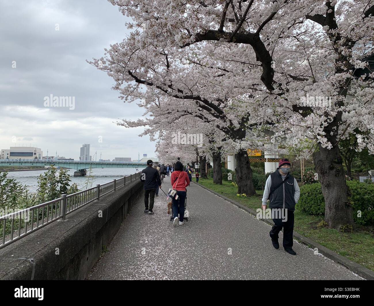 Tokyo sumida park cherry hi-res stock photography and images - Alamy