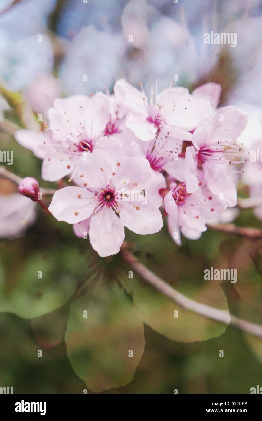Spring blossom multiple exposure Stock Photo - Alamy