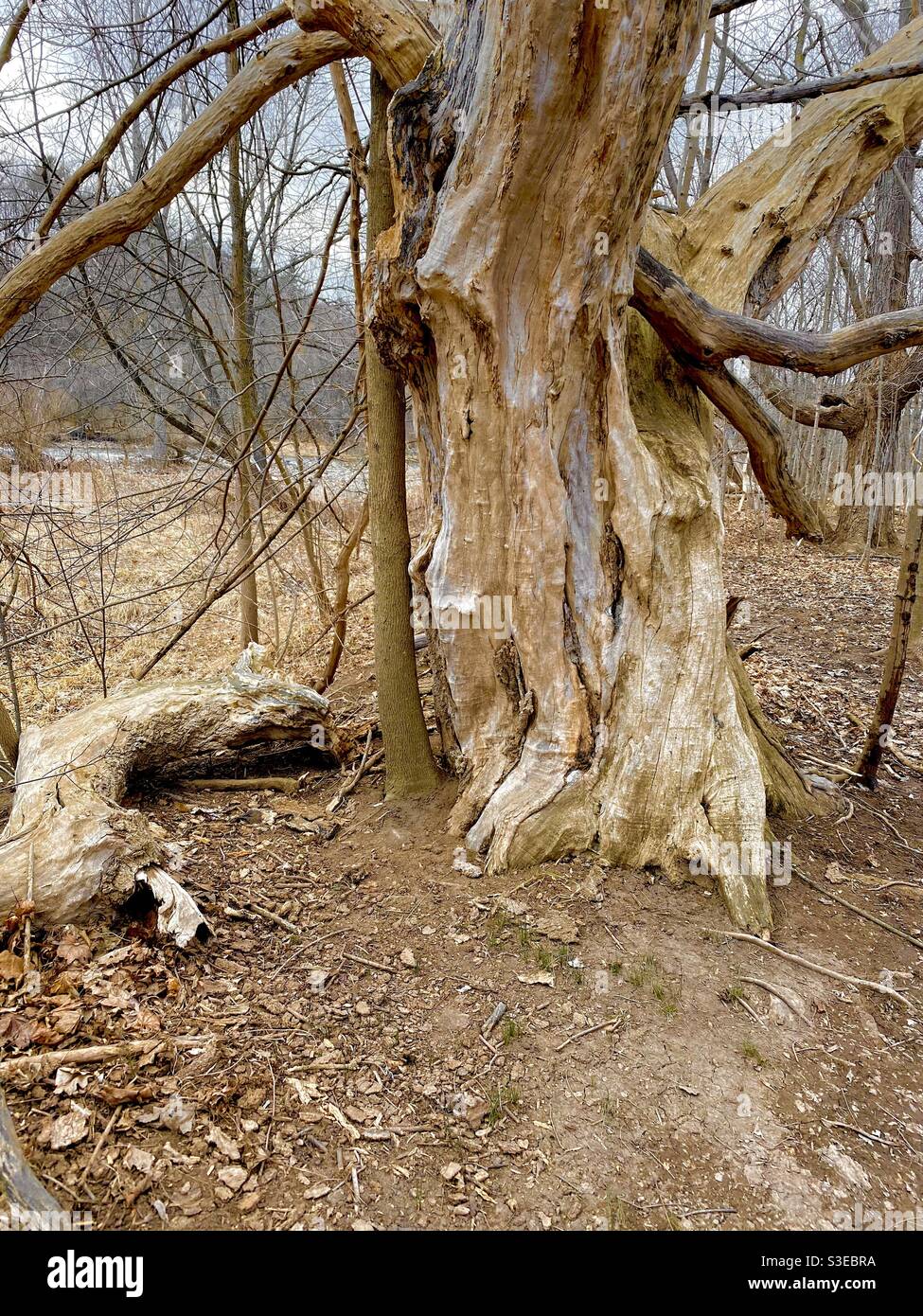 Dead greenery hi-res stock photography and images - Alamy